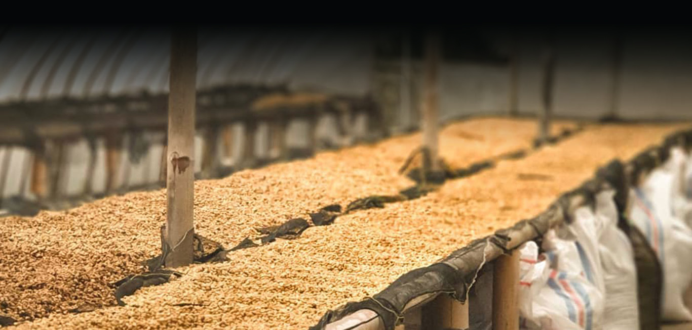 About - First Crack Coffee